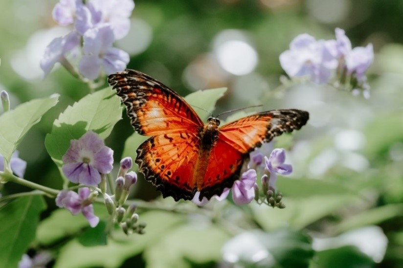 Heal the Scars of Abuse – Cindy Lybbert – Happivize
